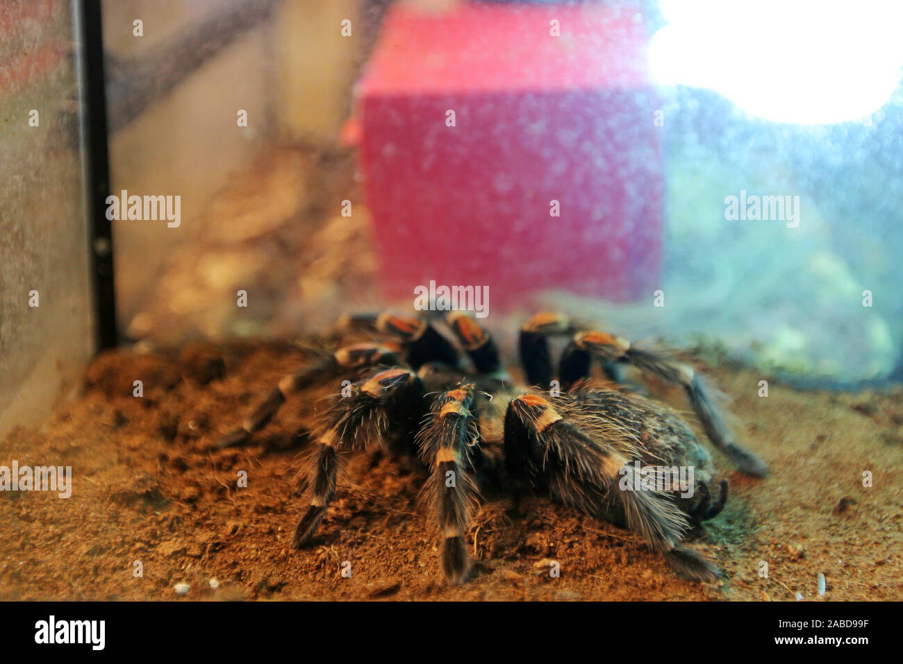 Mexican red kneed tarantula is displayed in a pet cafe in Chengdu city ...