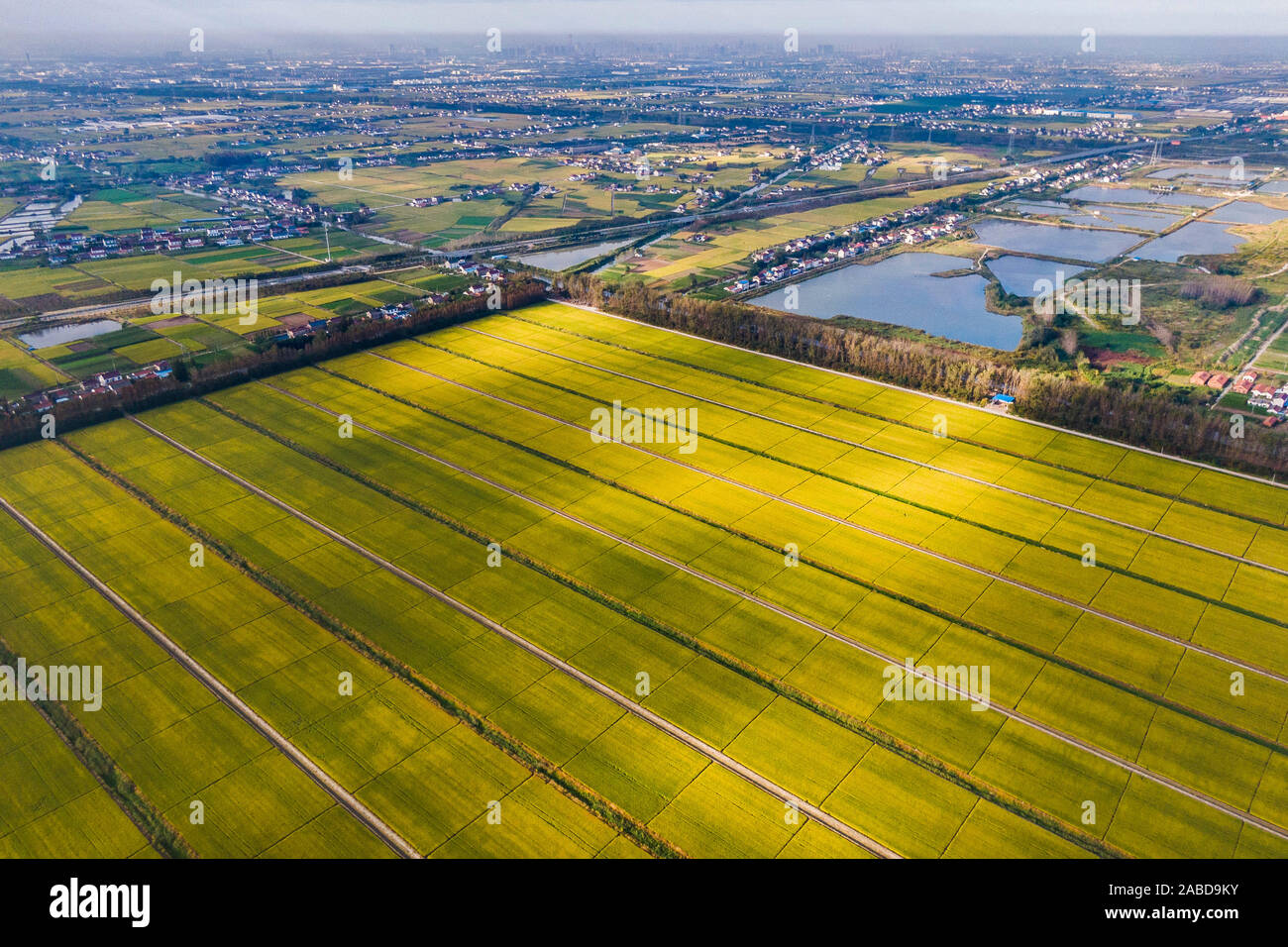 Aerial view of the wheat fields of Dagong Farm in Hai'an city, east ...