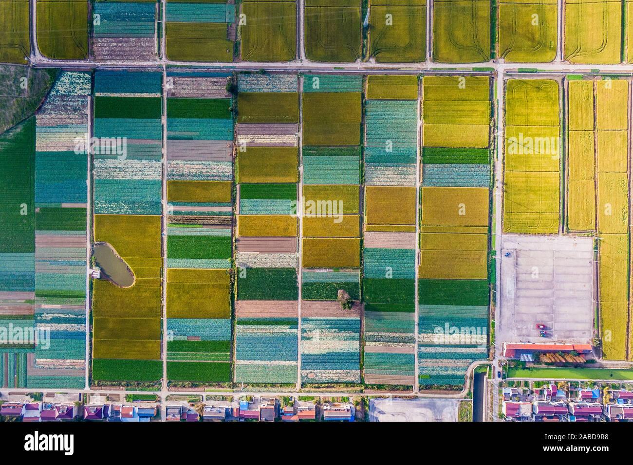 Aerial view of the wheat fields of Dagong Farm in Hai'an city, east ...