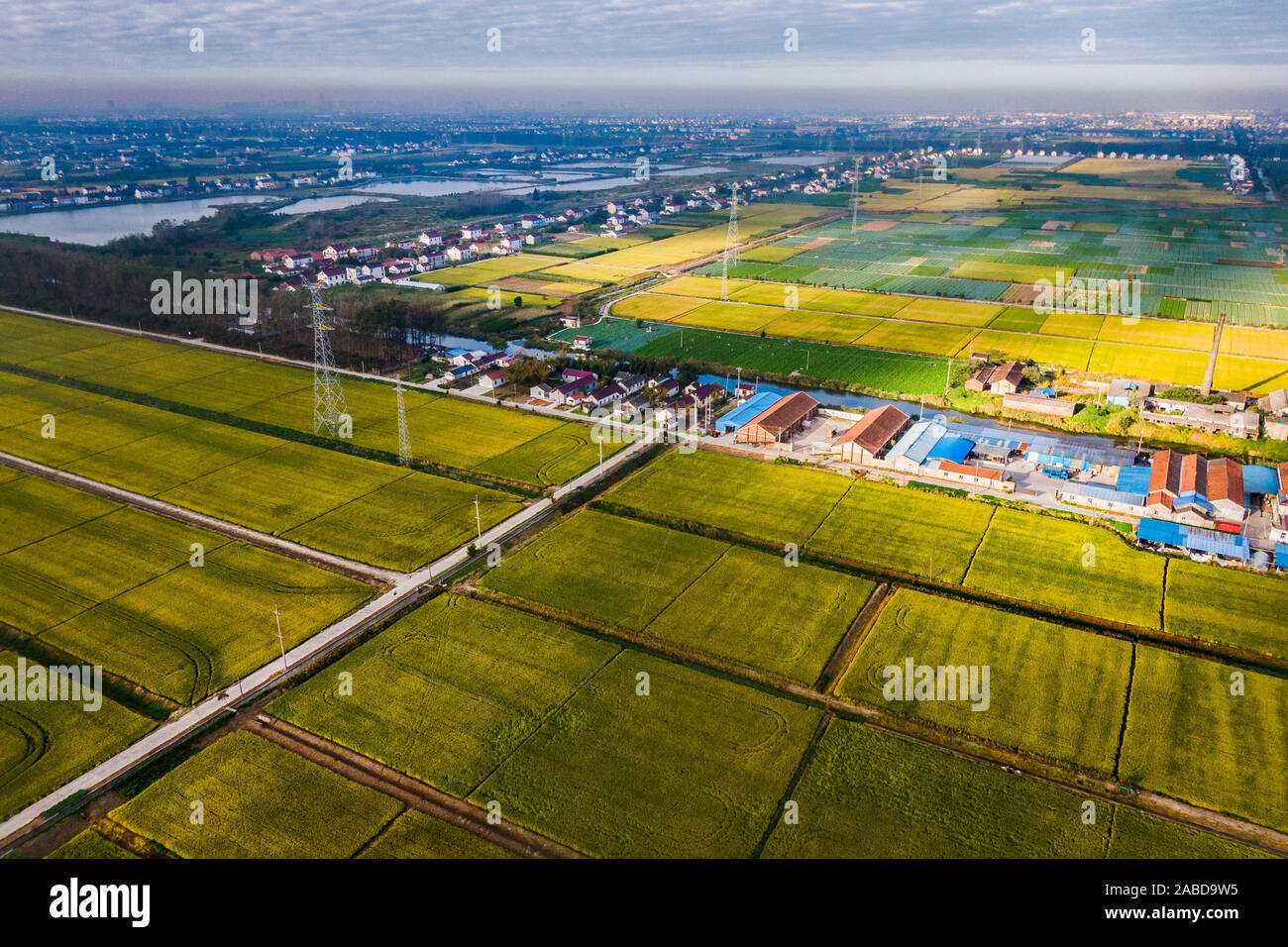 Aerial view of the wheat fields of Dagong Farm in Hai'an city, east ...