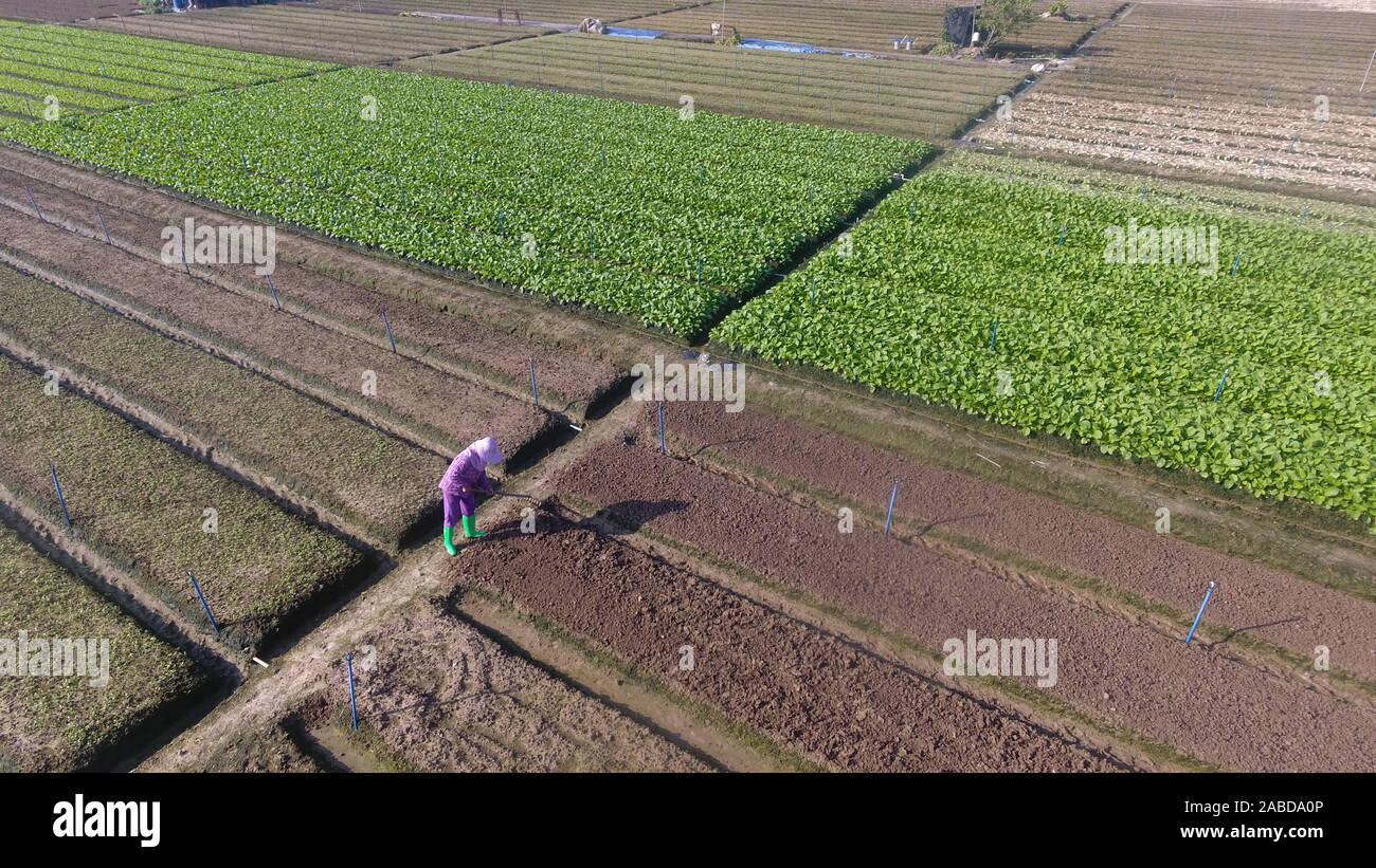 An aerial view of farmers planting vegetables for winter at their farm ...