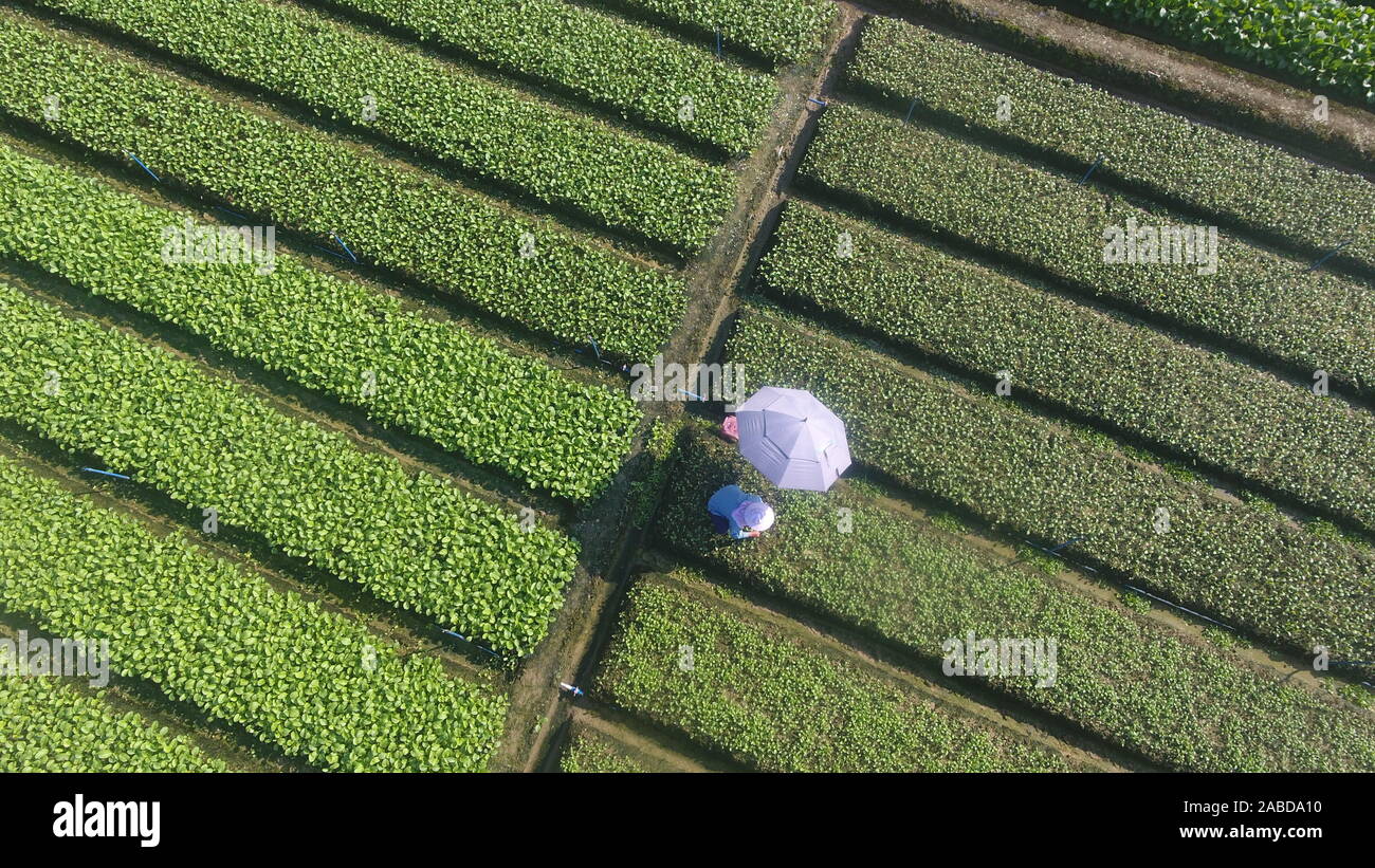 An aerial view of farmers planting vegetables for winter at their farm ...
