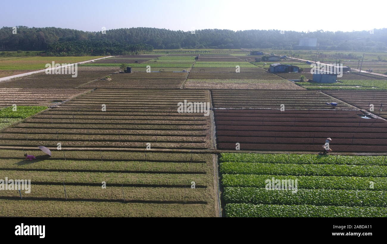 An aerial view of farmers planting vegetables for winter at their farm ...