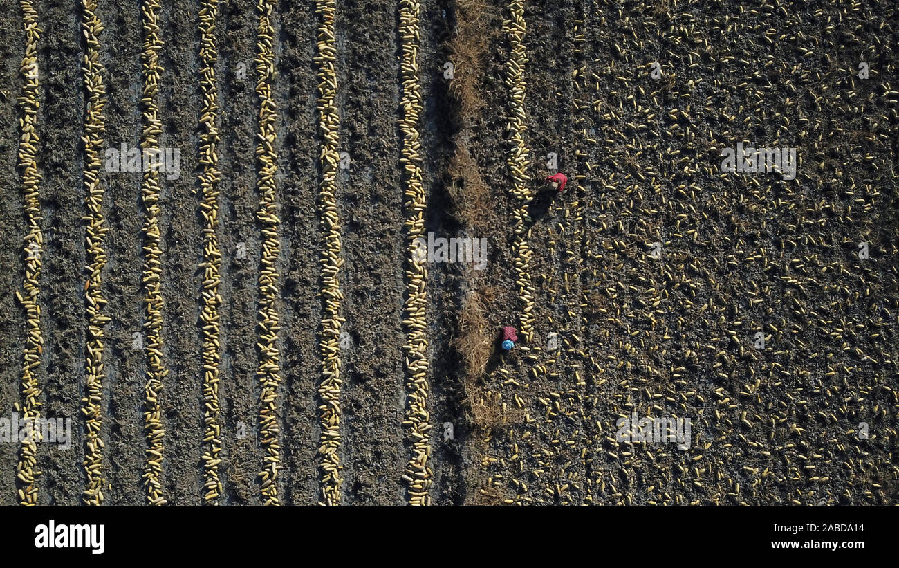 Aerial view of farmers picking up zucchini in Heshuo county, Bayingol ...