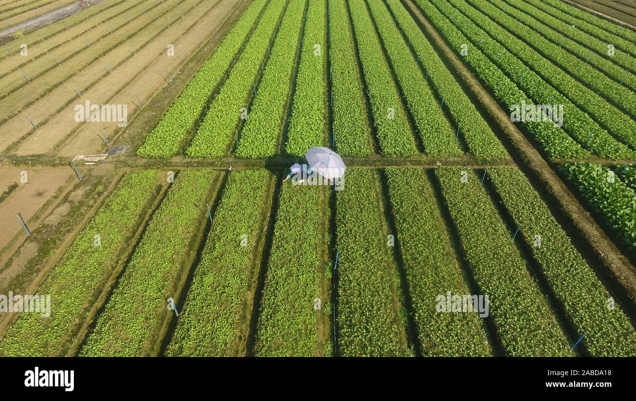 An aerial view of farmers planting vegetables for winter at their farm ...