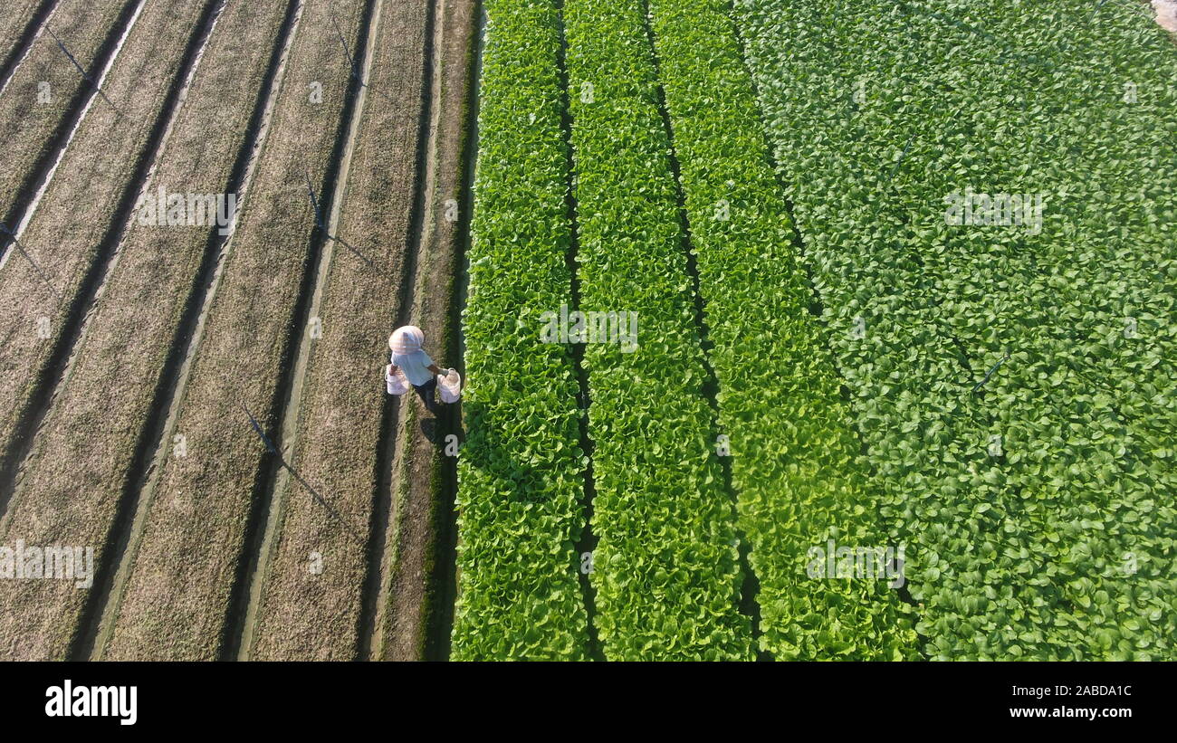 An aerial view of farmers planting vegetables for winter at their farm ...