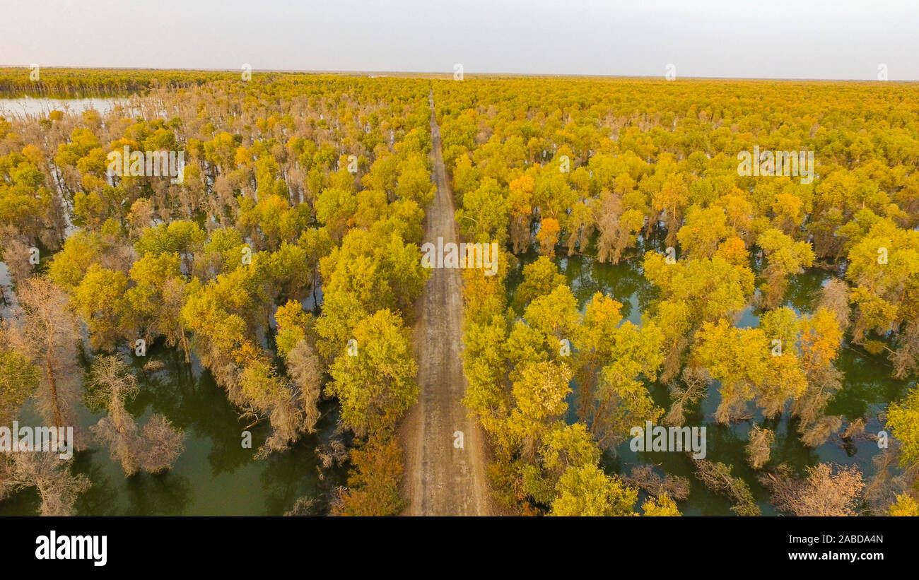 A bird view of desert poplar woods growing in water in Kuqa County ...