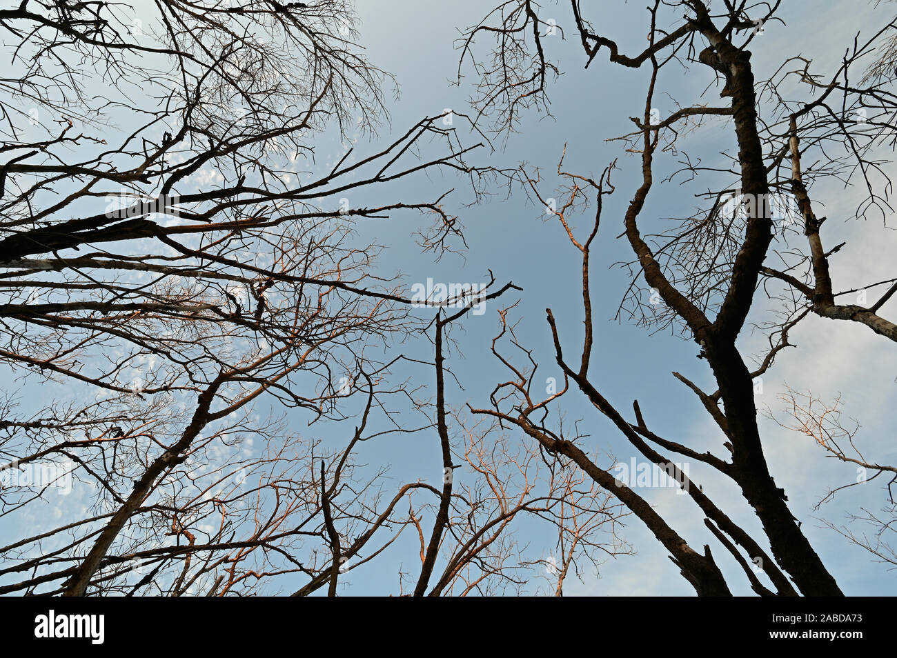 Hurricane damage ecosystem hi-res stock photography and images - Alamy