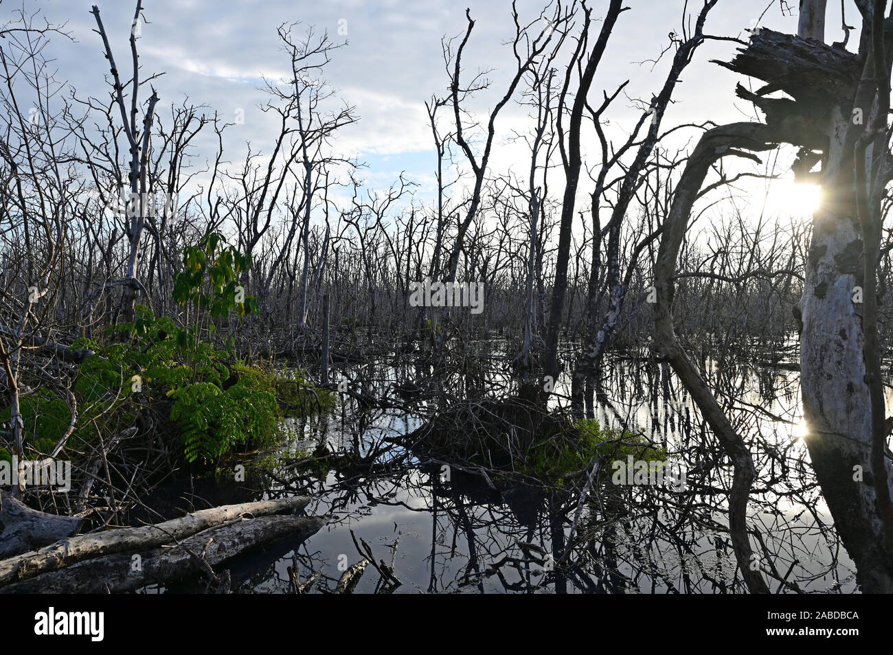Hurricane damage ecosystem hi-res stock photography and images - Alamy