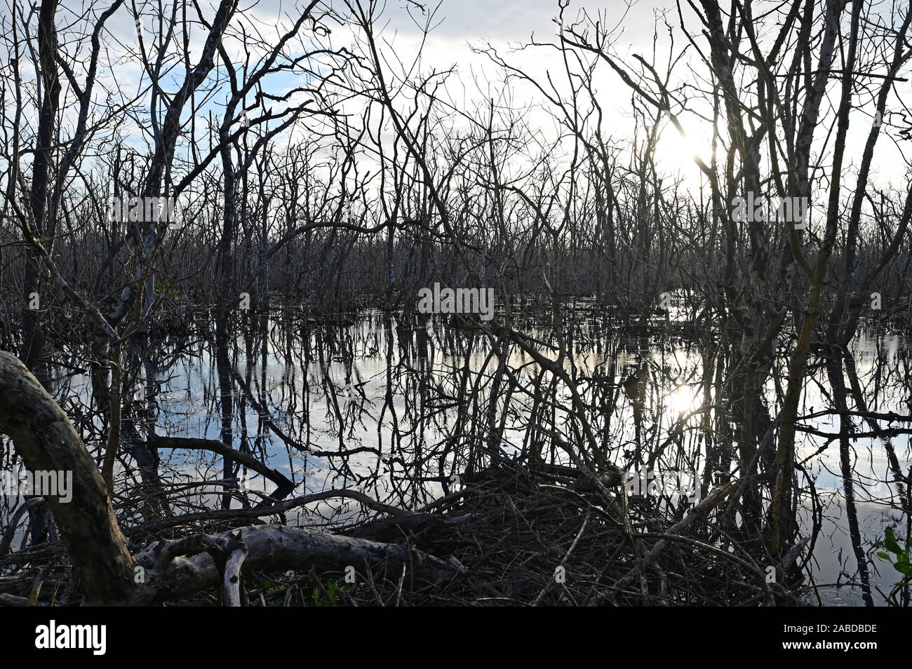 Hurricane damage ecosystem hi-res stock photography and images - Alamy