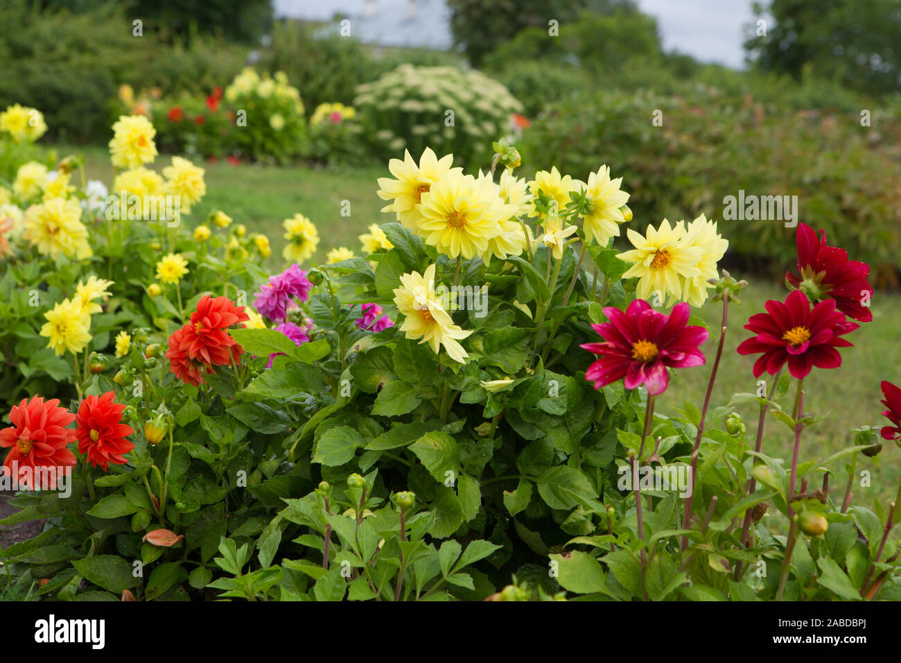 Flowers at the Petrovskoye estate. Pushkin mountains Stock Photo - Alamy
