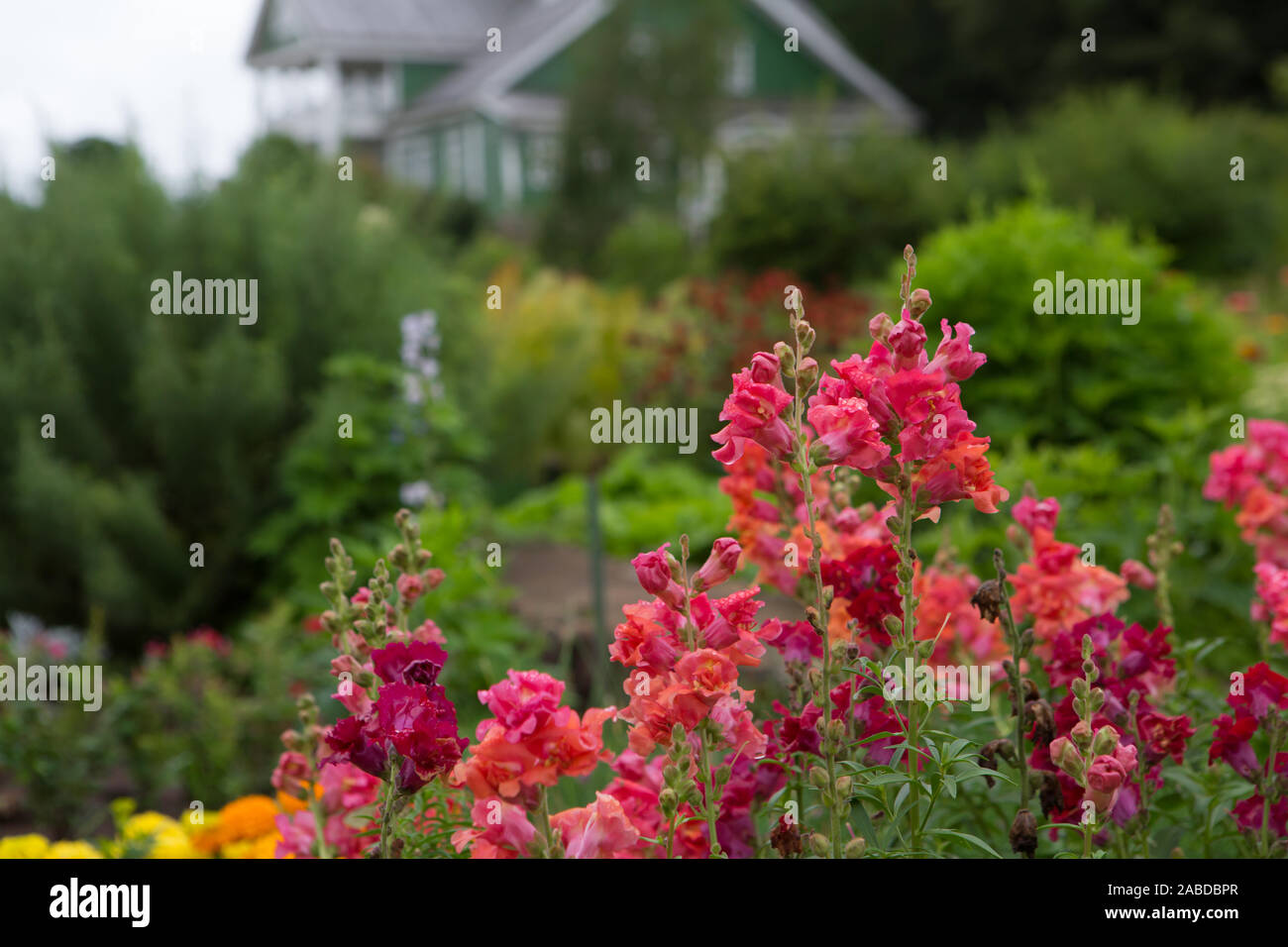 Petrovskoye hi-res stock photography and images - Alamy