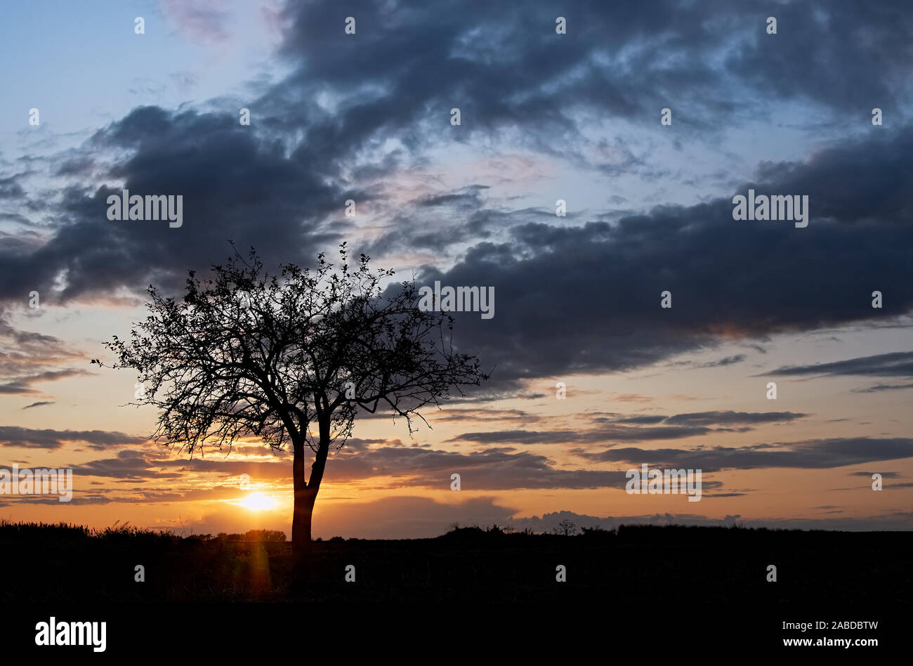 Alone tree on meadow at sunset with sun Stock Photo - Alamy