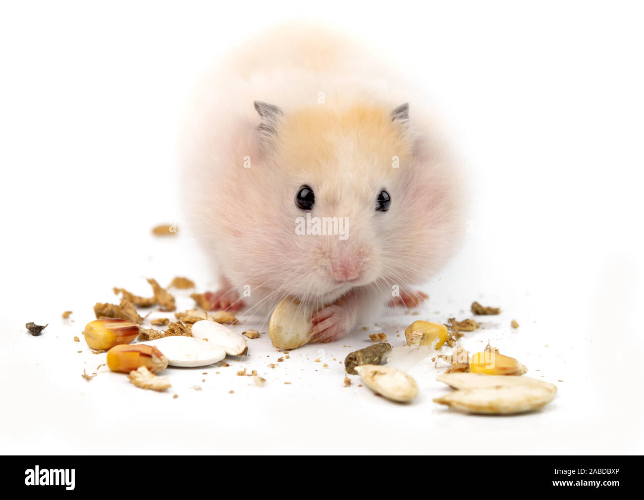 cute Syrian hamster eats feed isolated on white background Stock Photo ...