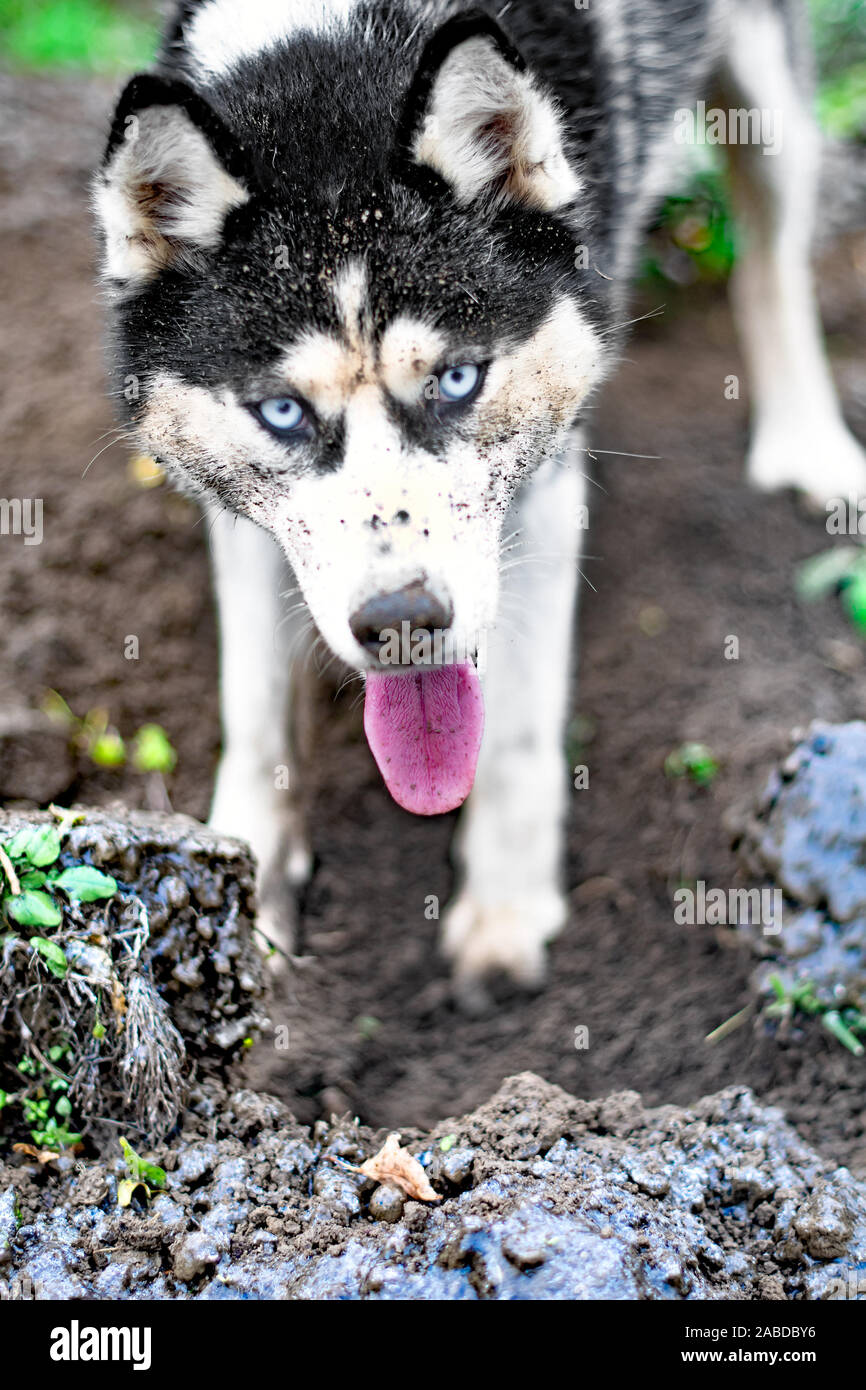 Dog husky digs in hi-res stock photography and images - Alamy