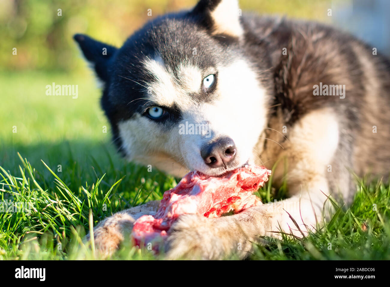 Are Apples Good For Huskies