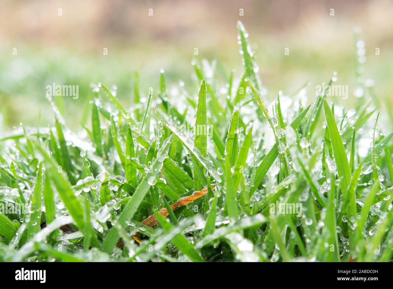 ice and frost on grass a cold foggy winter morning Stock Photo - Alamy