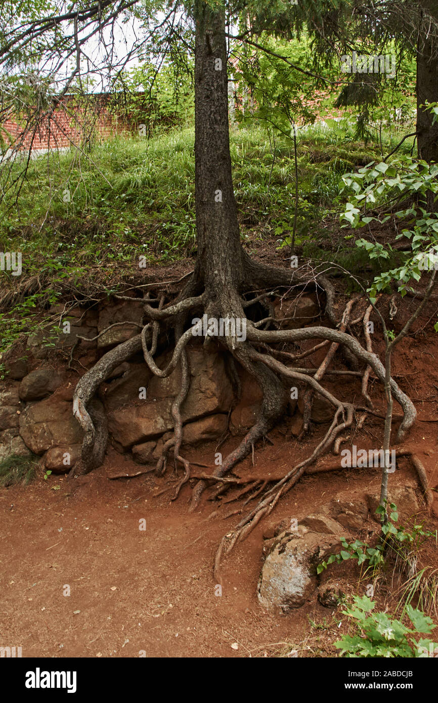 Tree roots hi-res stock photography and images - Alamy