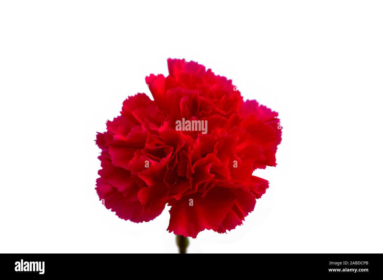 Flower unknown Cut Out Stock Images & Pictures - Alamy