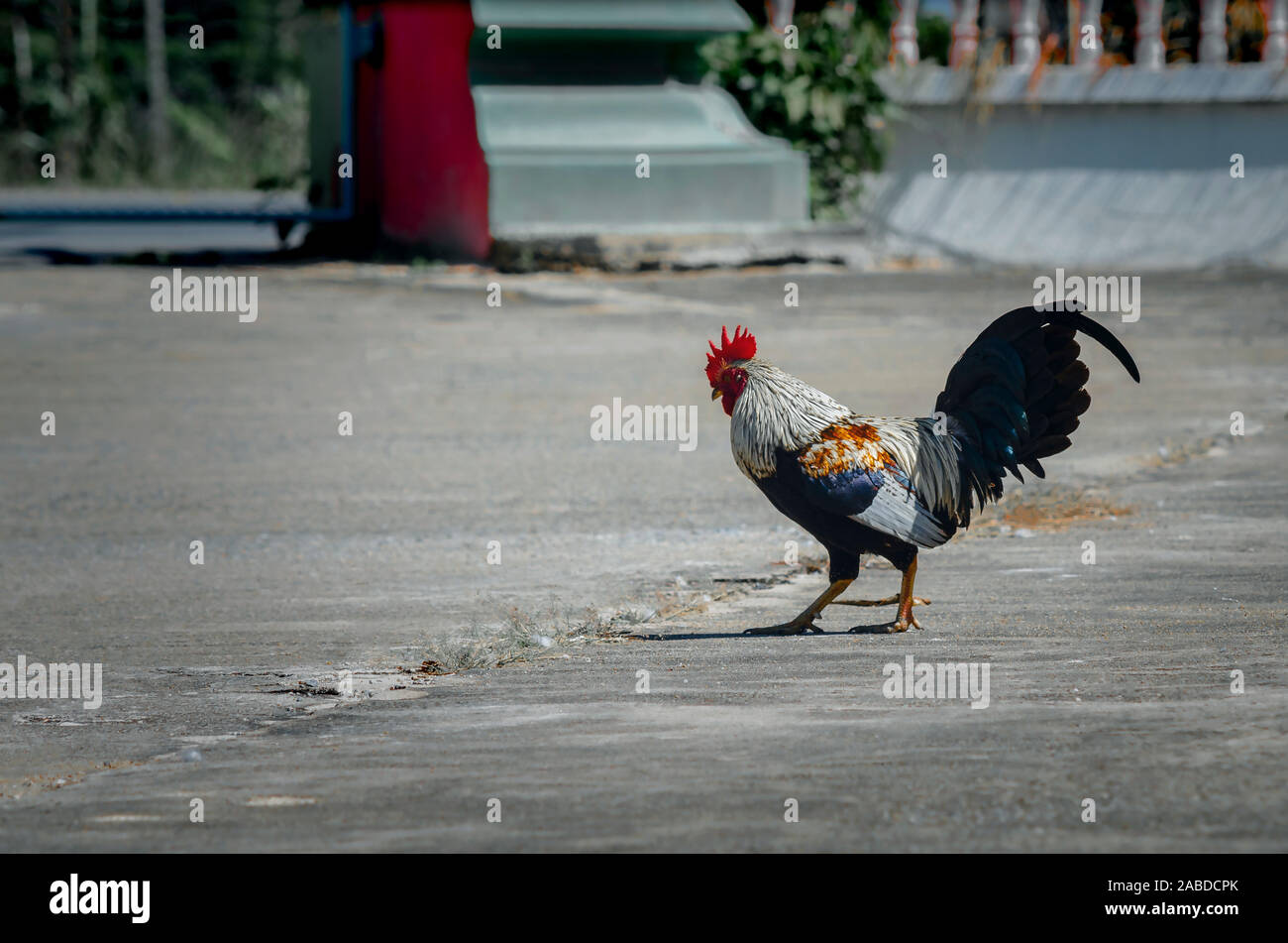 Close Up of rooster perfect shot, Rooster as a pet of thai people Stock ...