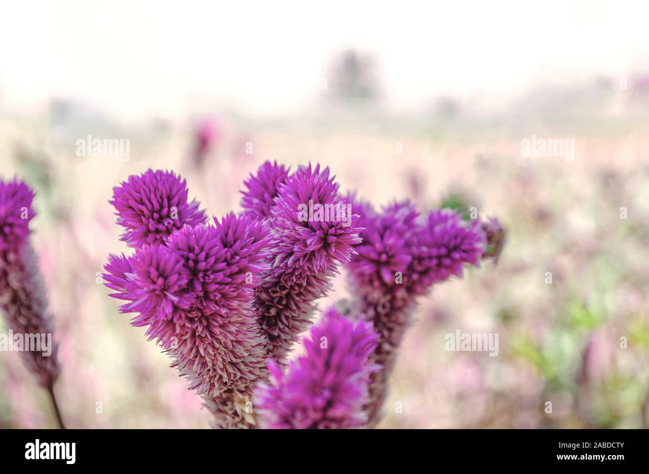 Purple flower field soft pink background Stock Photo - Alamy