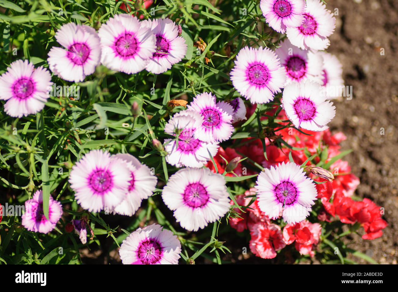 Many pink and white phlox flowers with green Stock Photo - Alamy