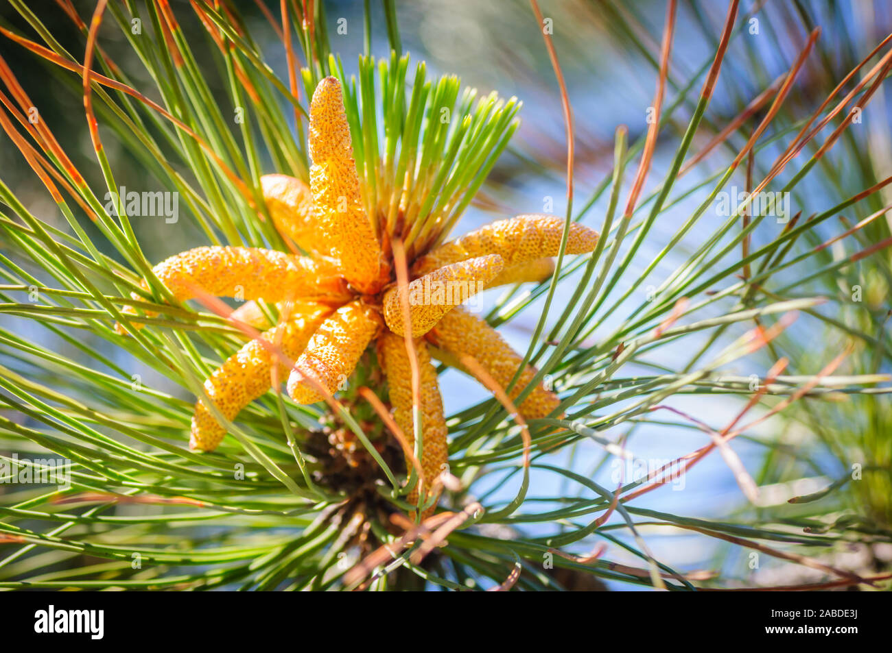 Blooming pine tree branch on natural background Stock Photo - Alamy