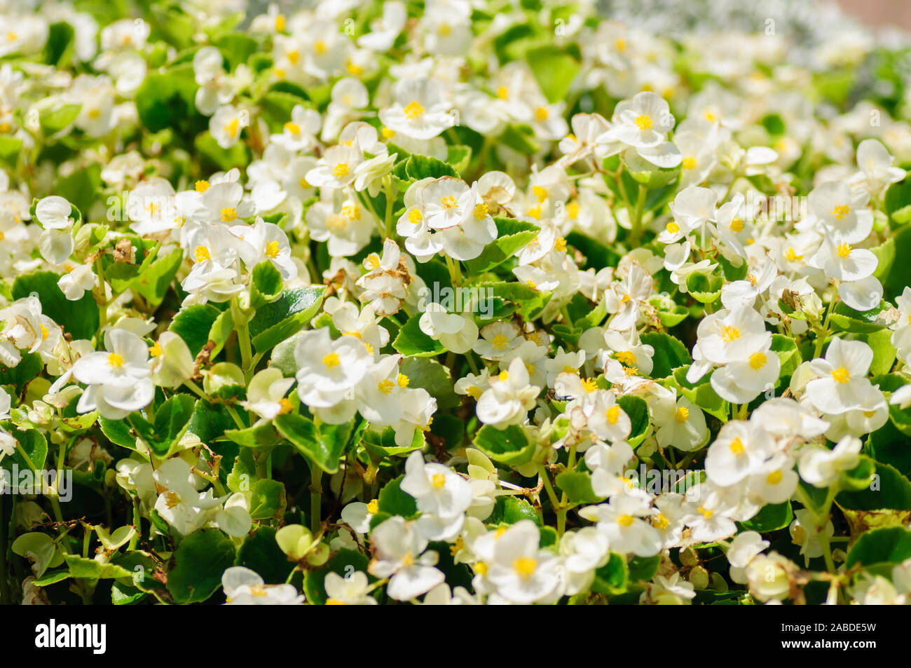 Carpet begonia hi-res stock photography and images - Alamy