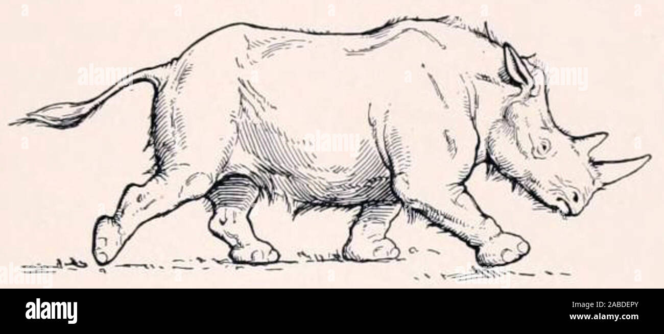 Stephanorhinus hi-res stock photography and images - Alamy