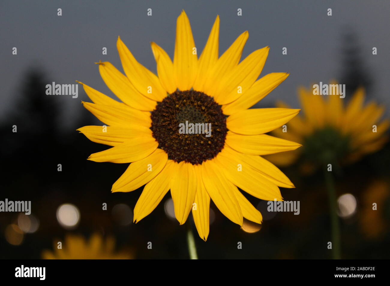 Sunflower field evening hi-res stock photography and images - Alamy