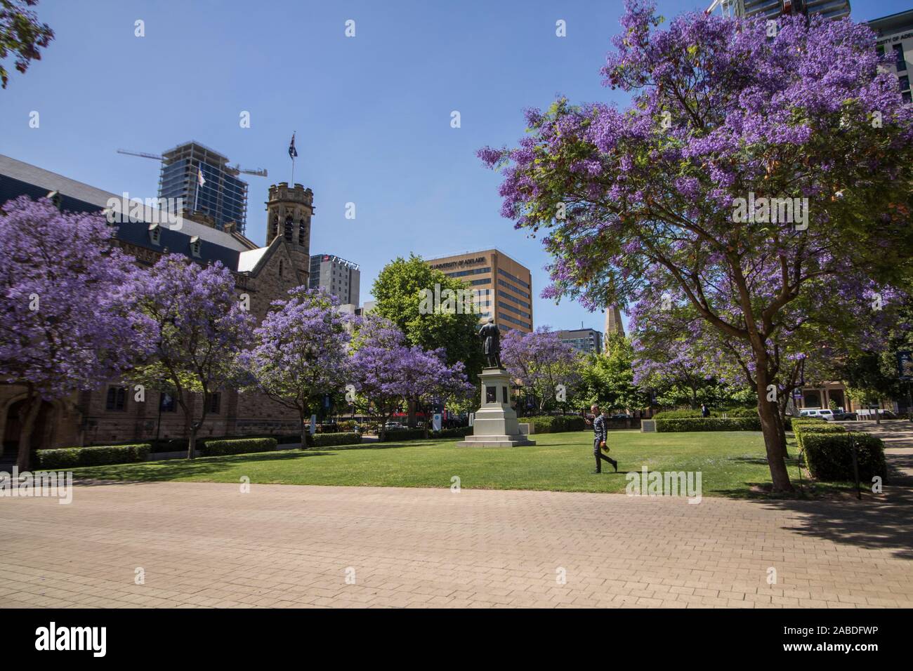 Adelaide, Australia 27 November 2019. Jacaranda trees (Jacaranda ...