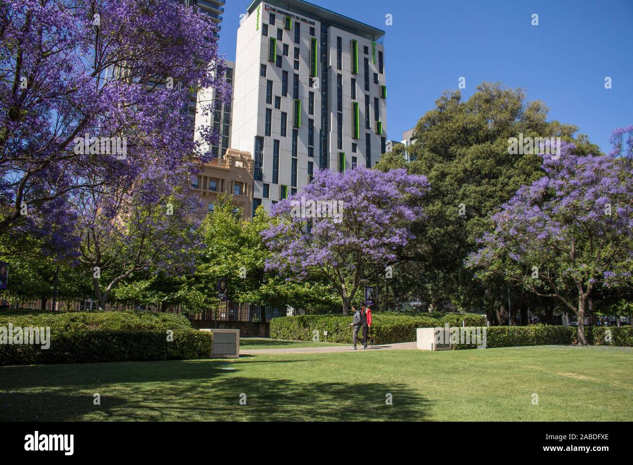 Adelaide, Australia 27 November 2019. Jacaranda trees (Jacaranda ...
