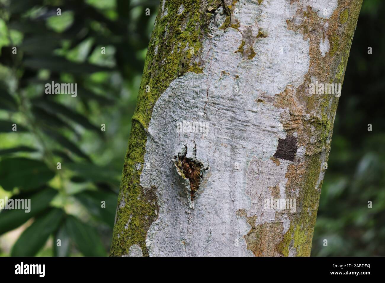 Tree bark texture. The body of the tree Stock Photo - Alamy