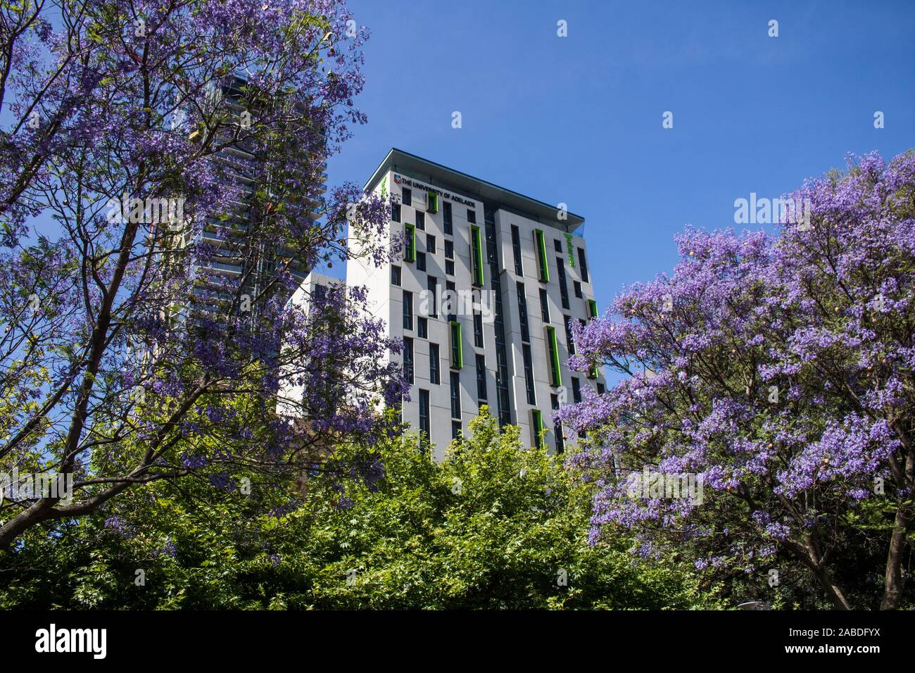 Adelaide, Australia 27 November 2019. Jacaranda trees (Jacaranda ...
