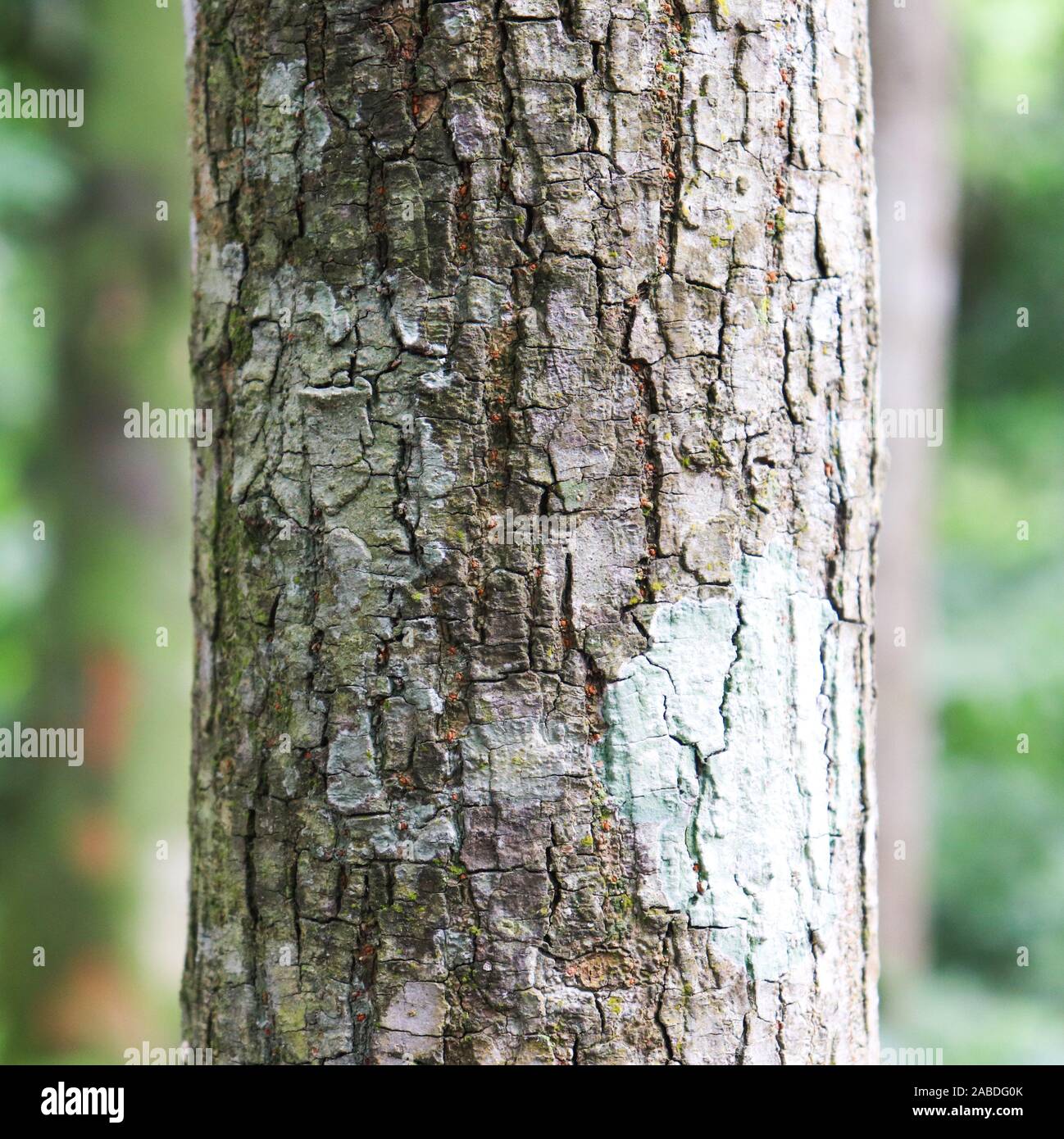 Tree bark texture. The body of the tree Stock Photo - Alamy