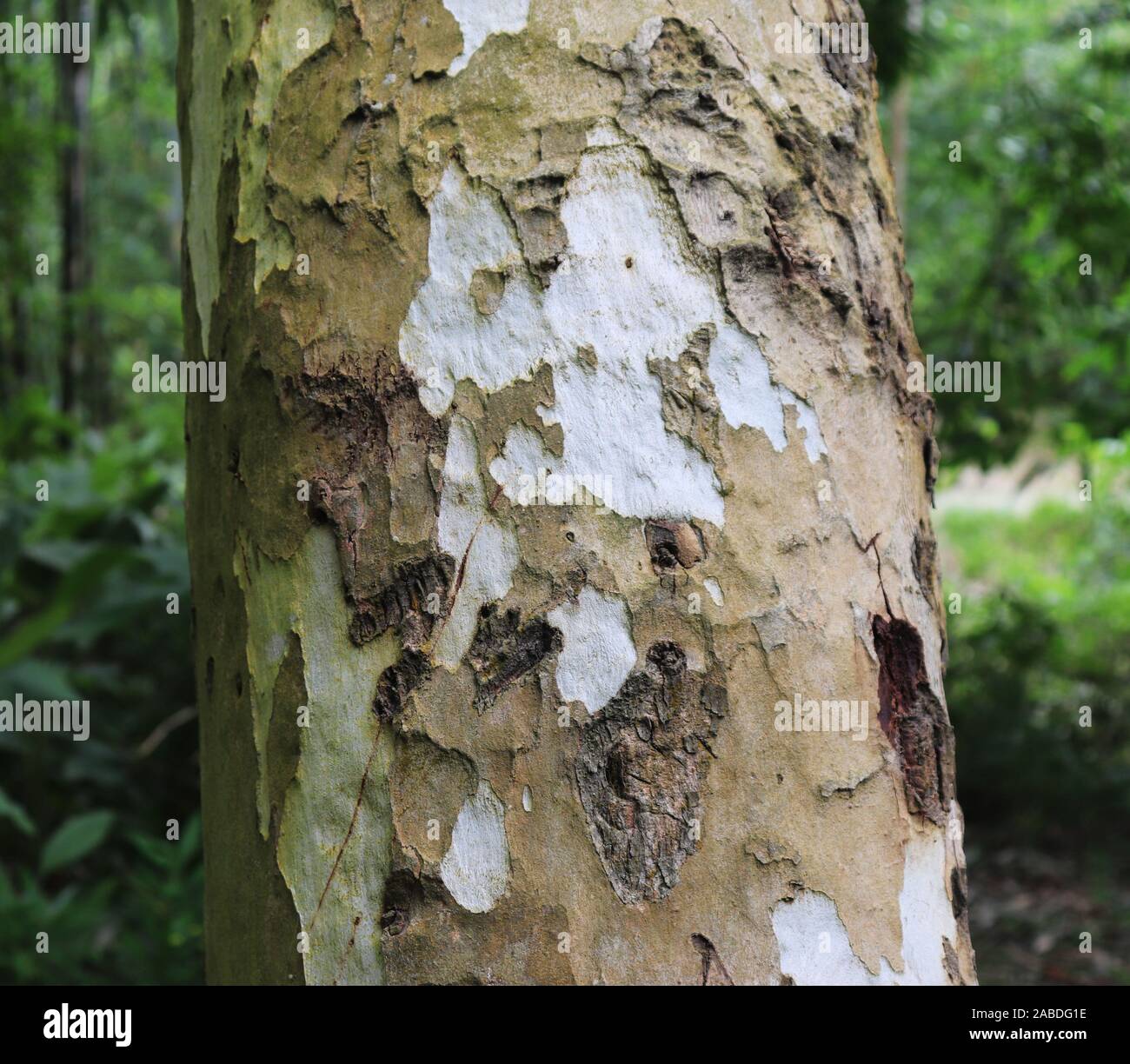 Tree bark texture. The body of the tree Stock Photo - Alamy