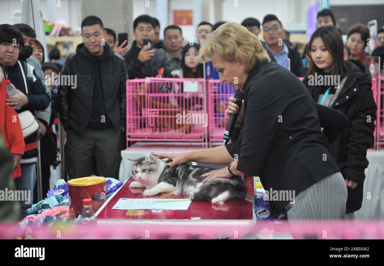 A judge evaluates a cat at the 2019 China Cat League Championship in ...