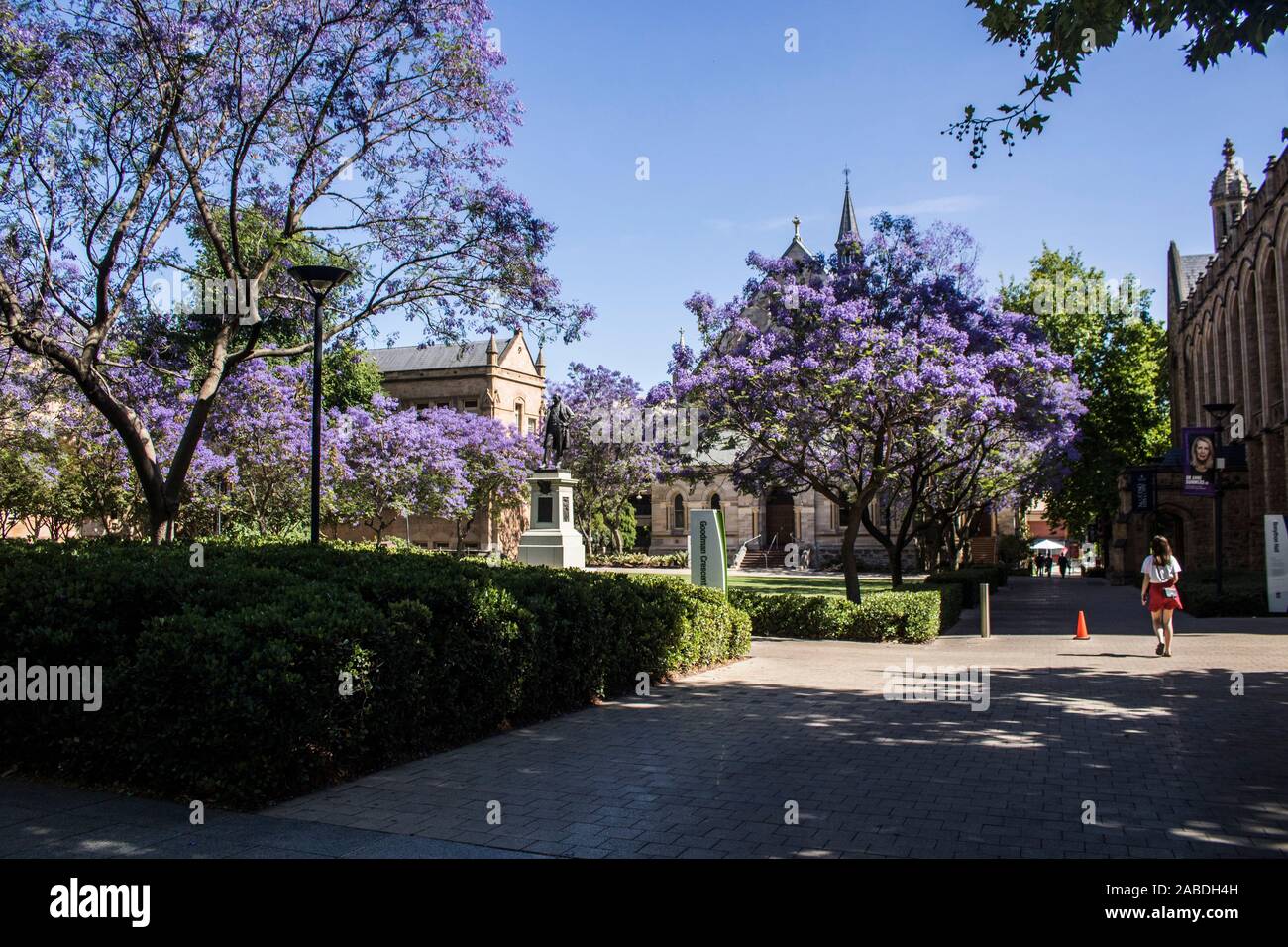 Adelaide, Australia 27 November 2019. Jacaranda trees (Jacaranda ...