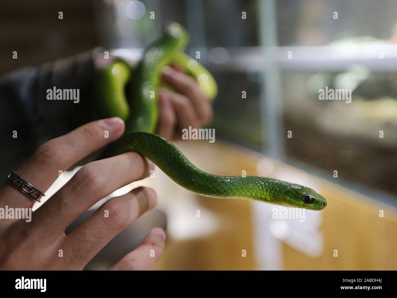 Person With A Snake High Resolution Stock Photography and Images - Alamy