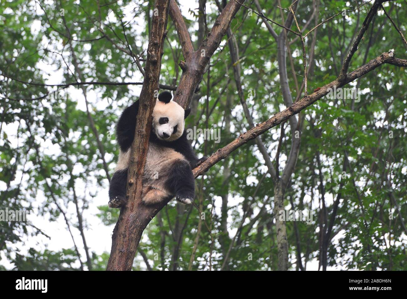 A panda climbs high up in the tree at Chengdu Research Base of Giant ...