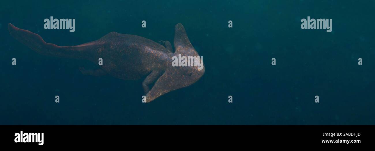 Diplocaulus, extinct amphibian from the Late Carboniferous to Permian ...