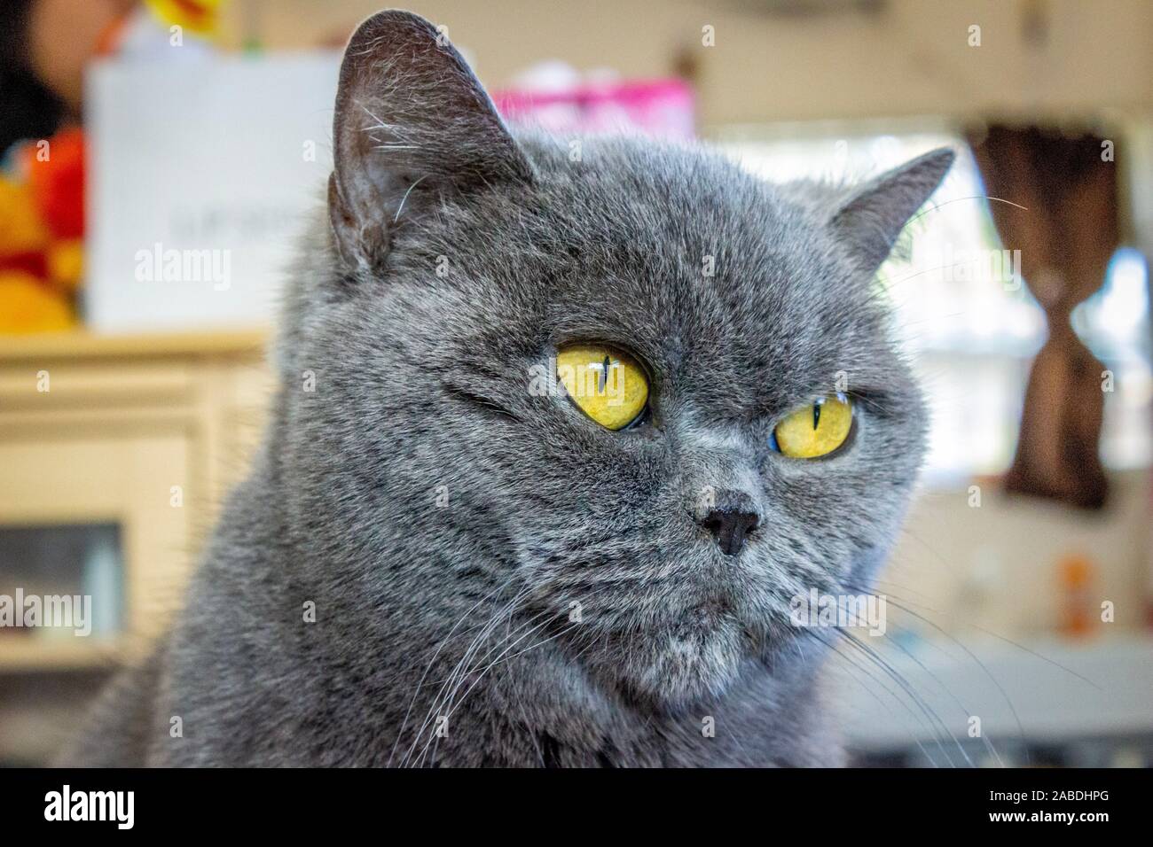 British short hair cat close up Stock Photo - Alamy