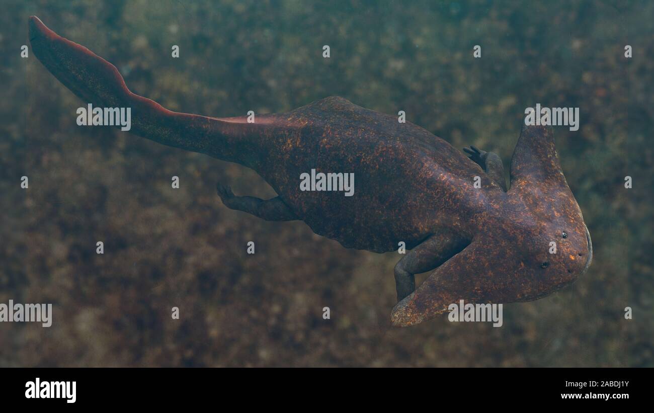 Diplocaulus, animal from the Late Carboniferous to Permian period Stock ...