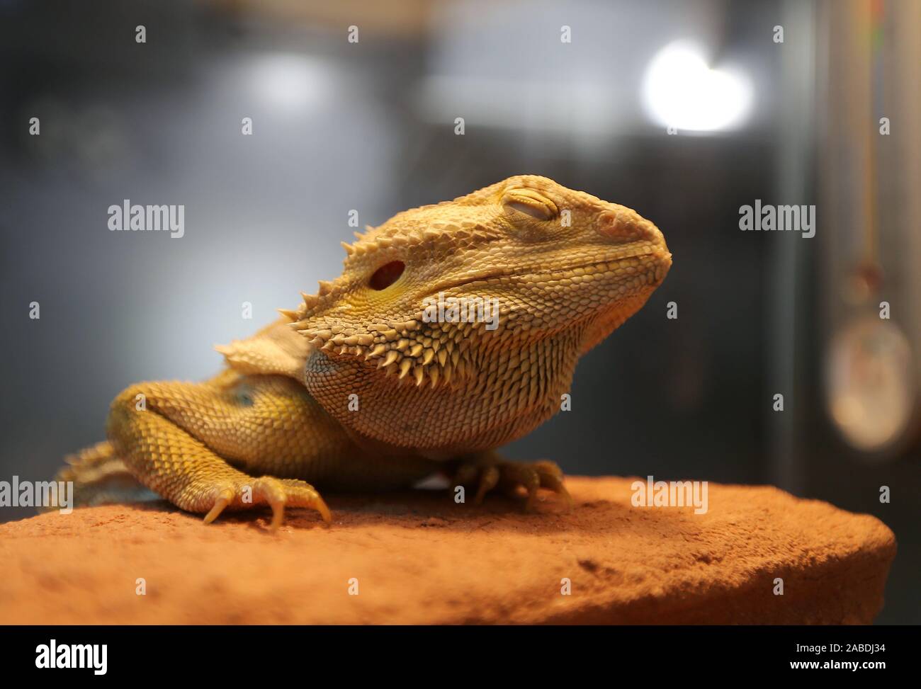 A bearded dragon lizard enjoys light in a reptile-themed pet cafe in ...