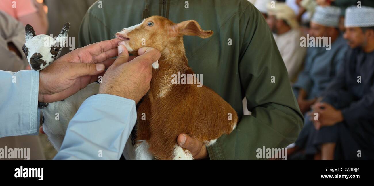 Crowded market day on the bazaar of animals, goat auction in the Nizwa ...