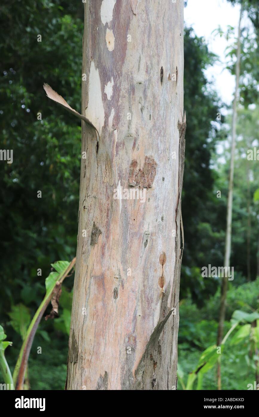 Eucalyptus tree.The body of the tree Stock Photo - Alamy
