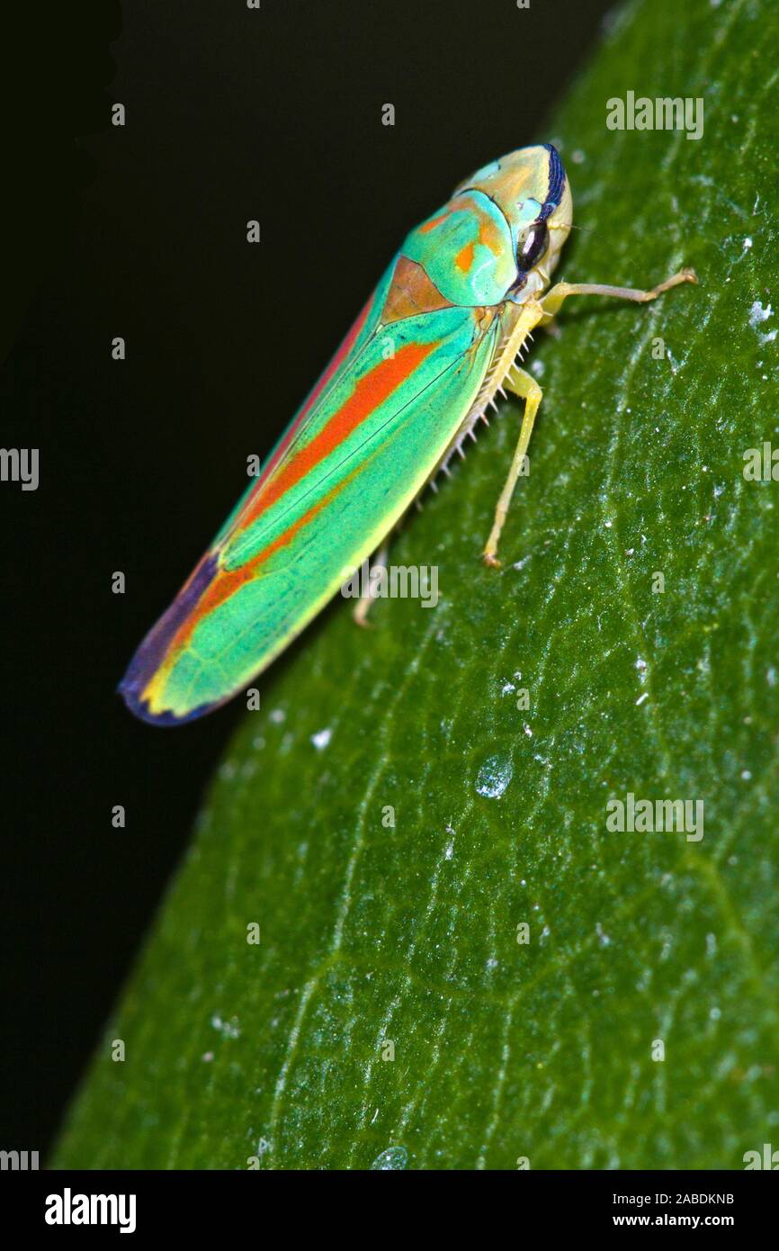 Zwergzikaden hi-res stock photography and images - Alamy