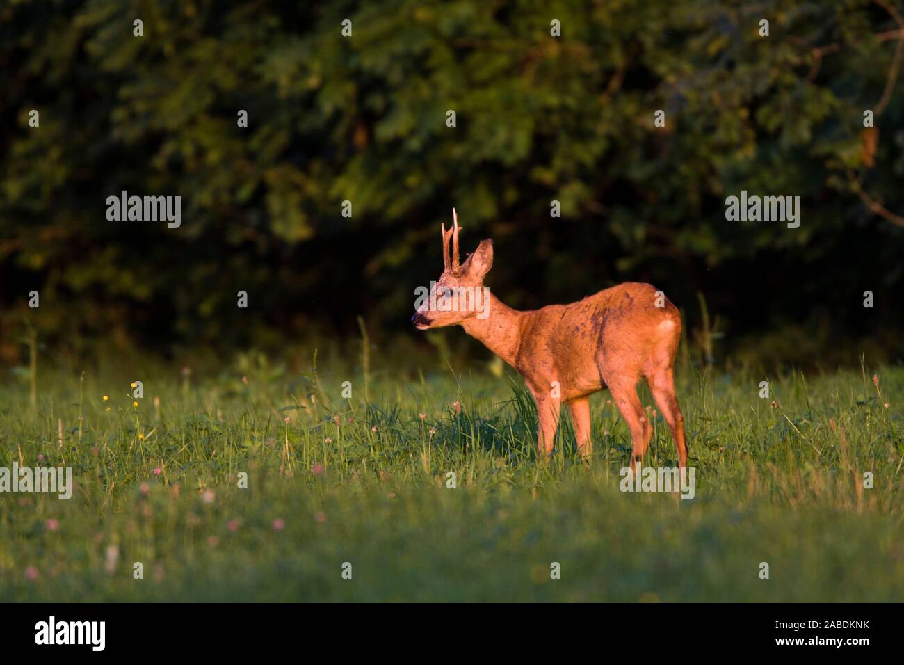 Geweih bock hi-res stock photography and images - Alamy