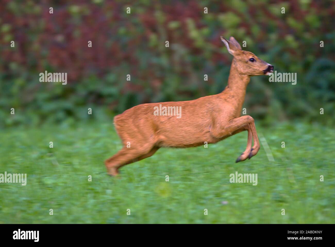 Rehgeis hi-res stock photography and images - Alamy