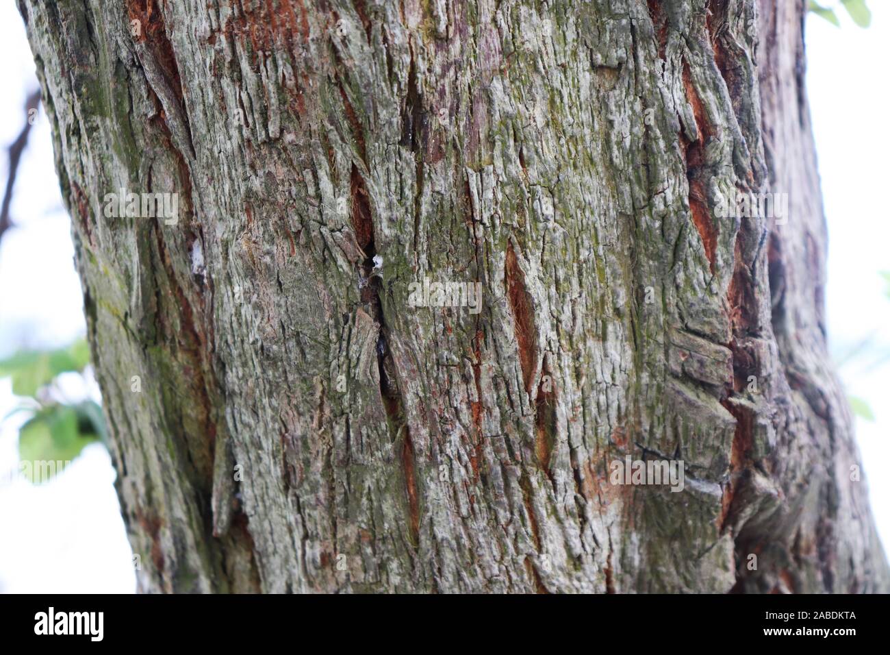 Tree bark texture. The body of the tree Stock Photo - Alamy